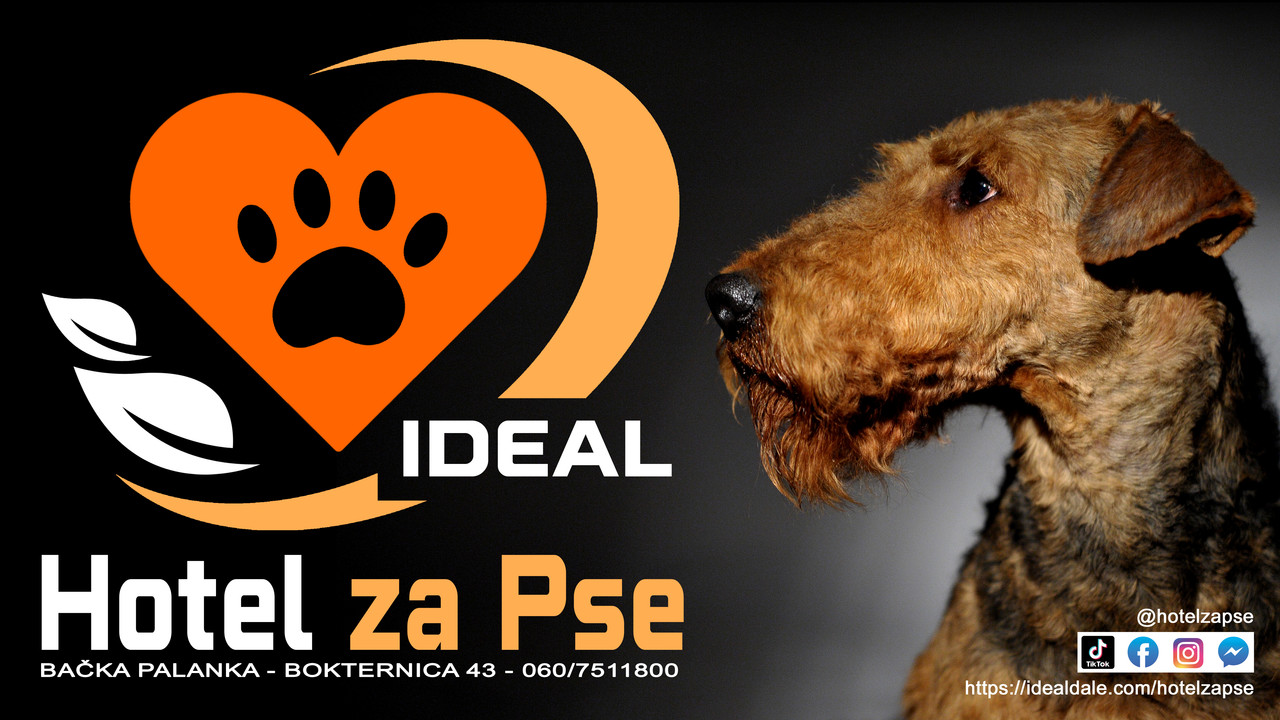 <em>Hotel</em> za pse